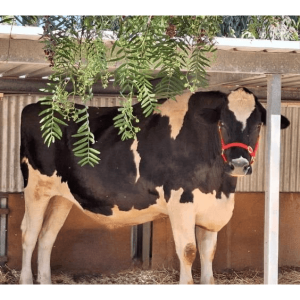 New! Cattle Halter – Country Scene Saddlery and Pet Supplies